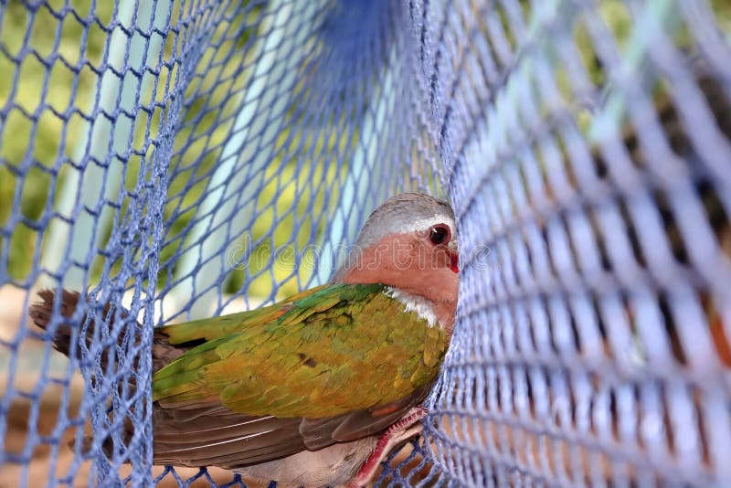 The Birds Trapped in the Nets, Common Emerald Dove Stock Image - Image ...