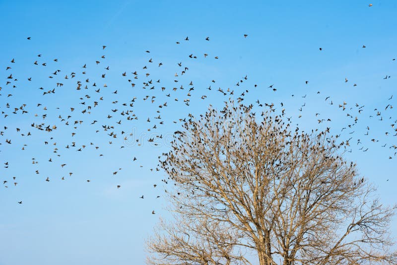Birds on Tree. Blue Sky Background. Stock Photo - Image of ebre, nature ...