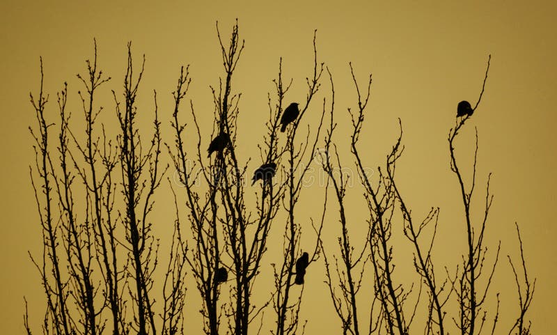 Birds on a tree branch stock photo. Image of flying - 242704554