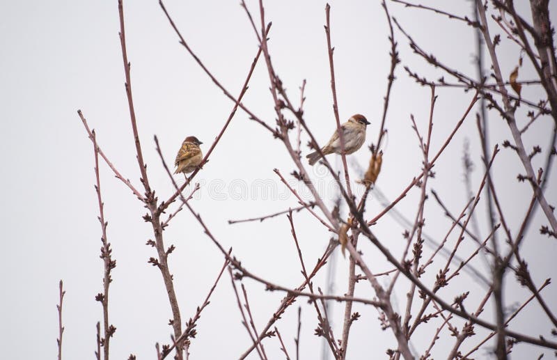 Birds on a tree branch stock photo. Image of horizontal - 245111342