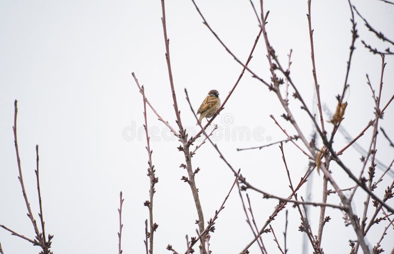 Birds on a tree branch stock image. Image of green, group - 245111387