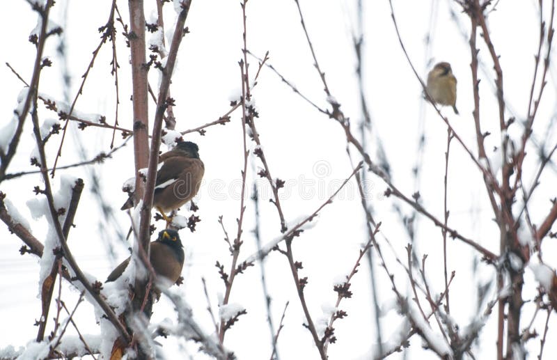 Birds on a tree branch stock photo. Image of people - 245111416