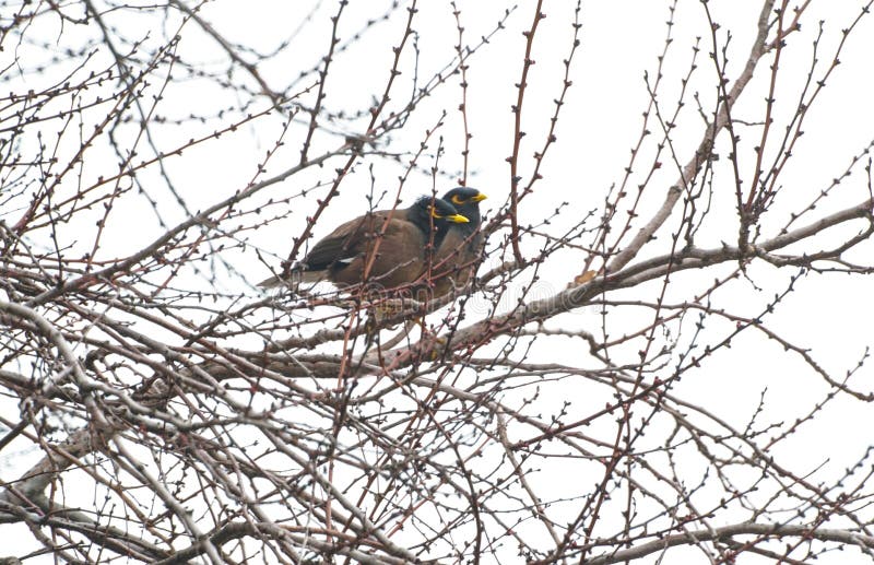 Birds on a tree branch stock photo. Image of green, happy - 245111458