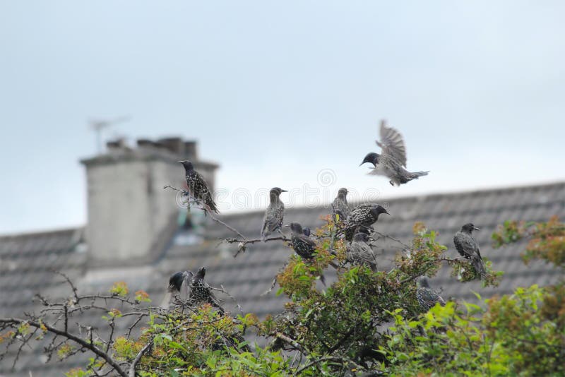 Birds on a Tree Branch in the Spring Stock Photo - Image of bird, birds ...