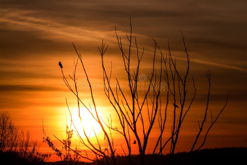 Birds On Tree Branches Against The Backdrop Of A Bright Sunset Stock Image Image Of Background