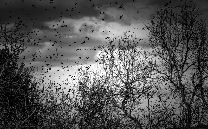 Birds on tree branches stock photo. Image of flying - 216358752
