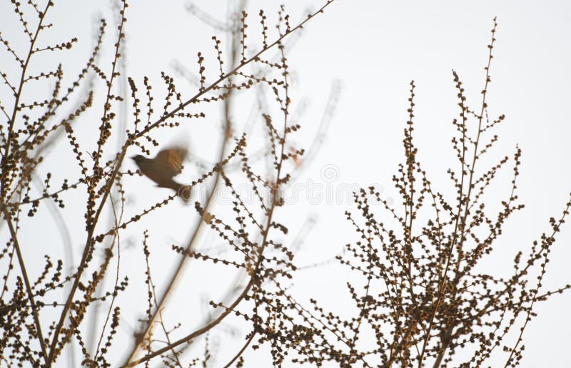 Birds on tree branches stock photo. Image of orange - 245111504