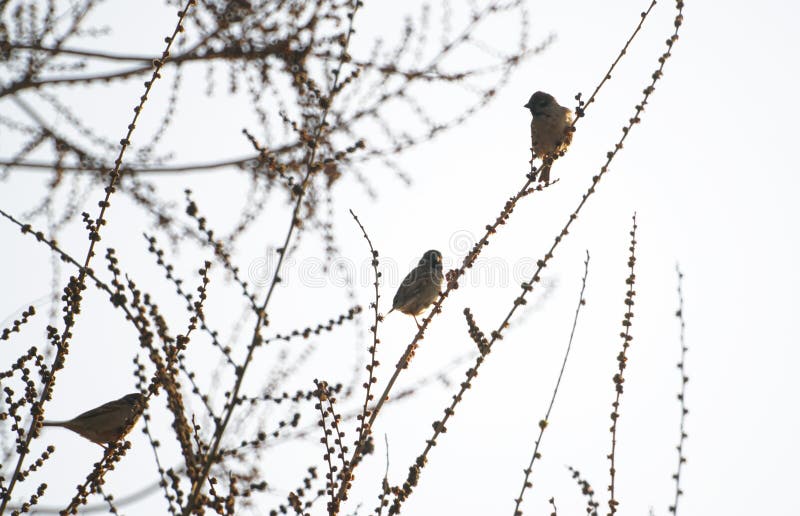 Birds on tree branches stock photo. Image of animal - 245111470