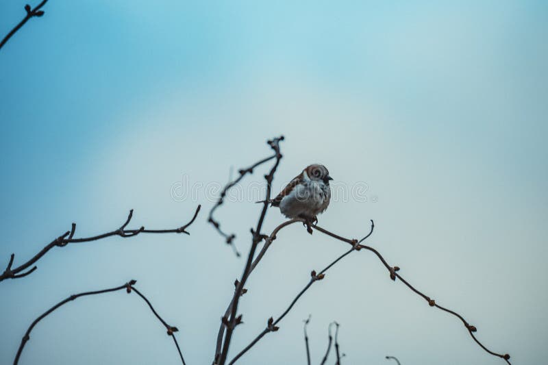Birds on Tree Branches in Winter Stock Image - Image of arbor, shade ...