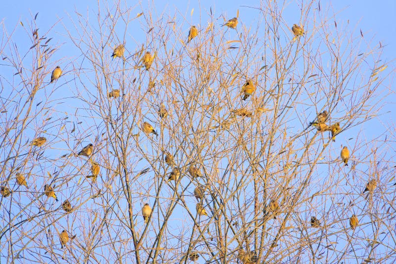 Birds on tree stock image. Image of winter, wildlife - 242510563