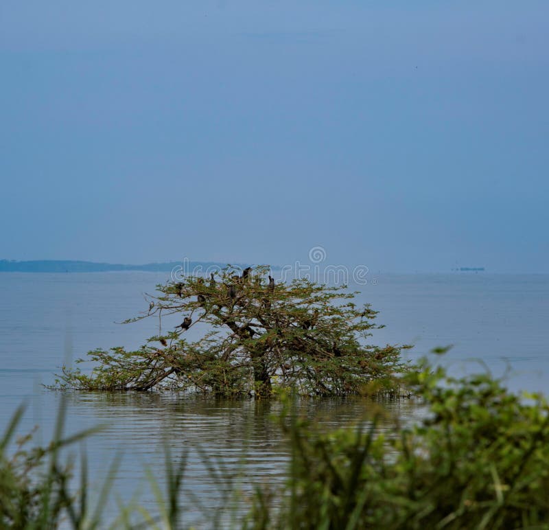 Birds on a Tree in Lake Victoria Stock Photo - Image of africa, scenic ...
