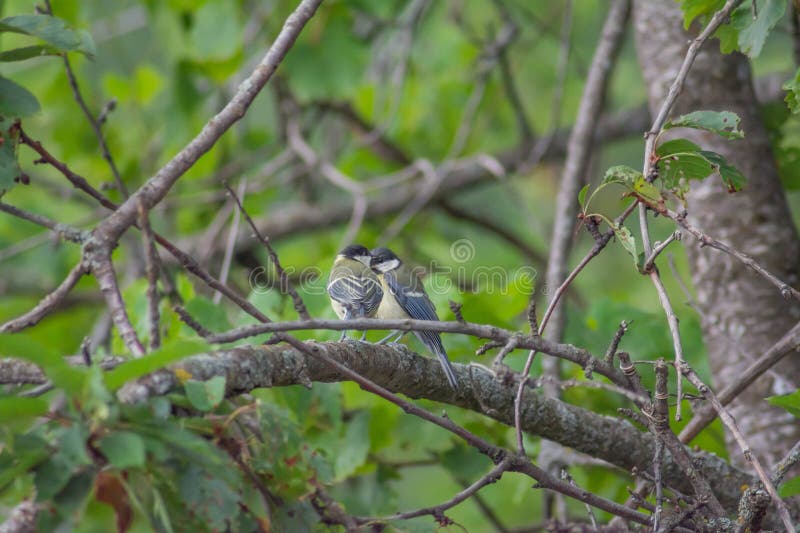 Birds on the Tree. Pair of Birds on a Tree Branch Stock Image - Image ...