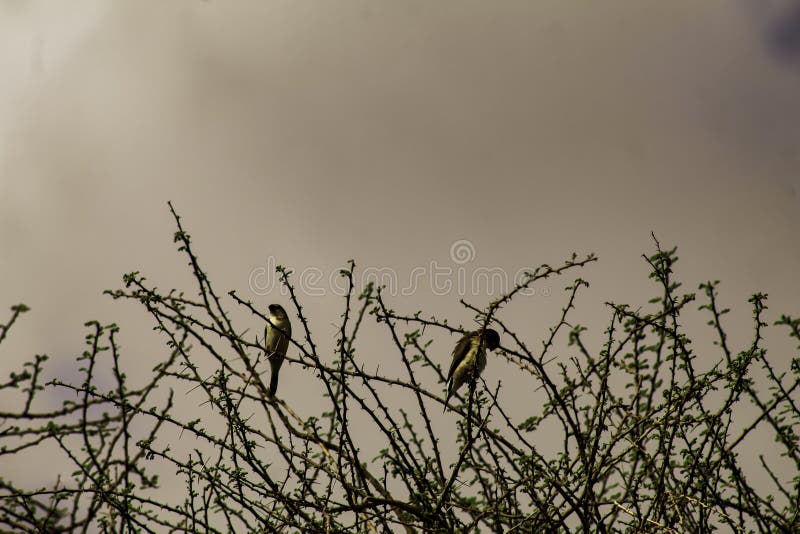 Birds at the tree resting stock image. Image of branch - 193318213