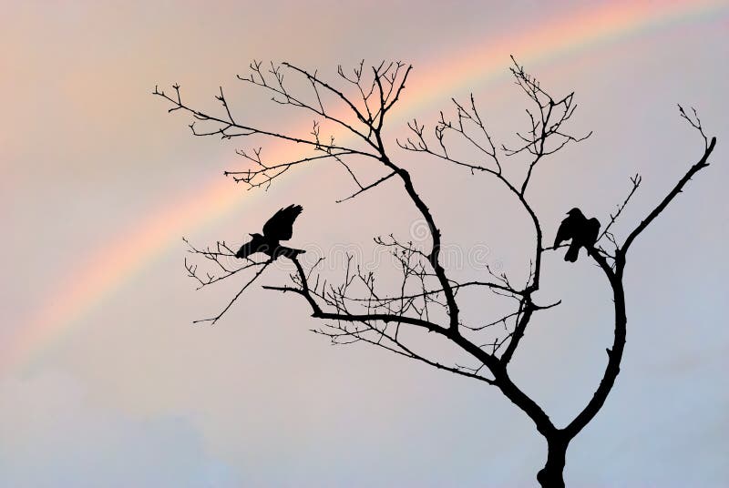 Bare Tree Silhouette Birds