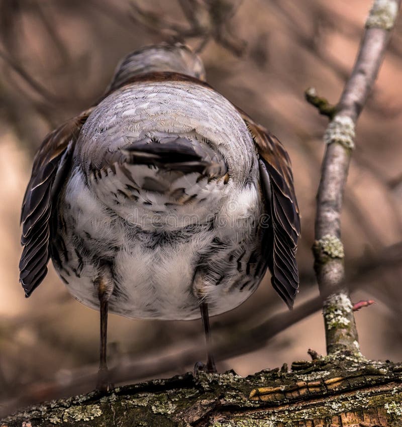 Birds on Tree in Spring from Behind Stock Photo - Image of branches ...