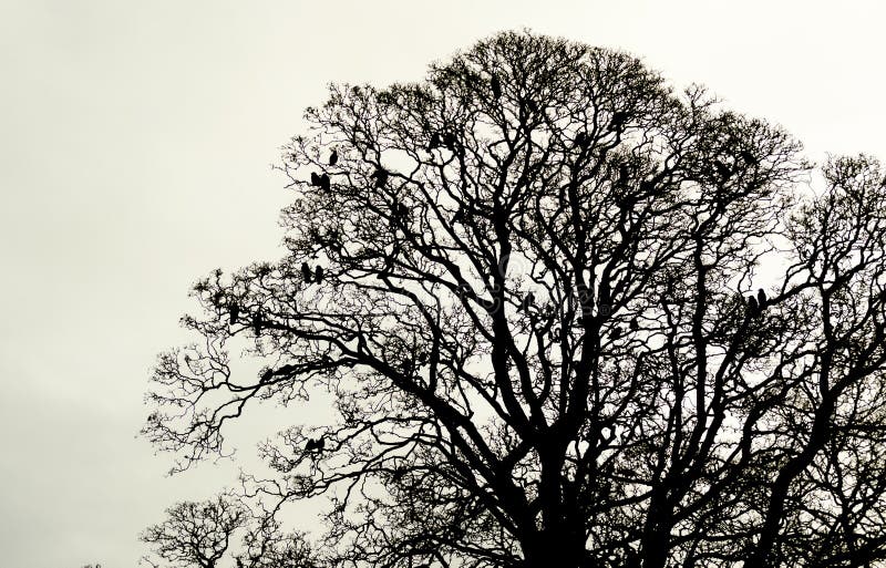 Birds on tree stock image. Image of back, contrast, trees - 30518251