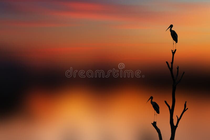 Birds on tree at sunset stock photo. Image of lake, colors - 186866824