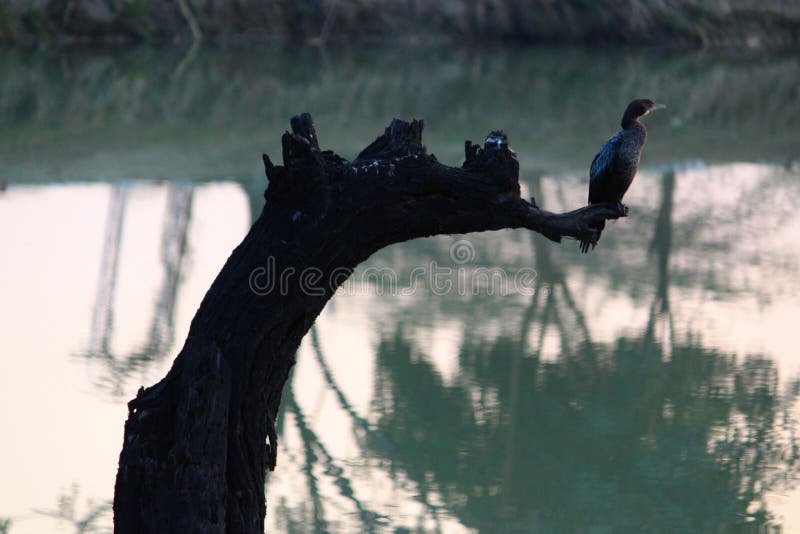 Scavenger stock photo. Image of trunk, scravenger, birds - 108895938