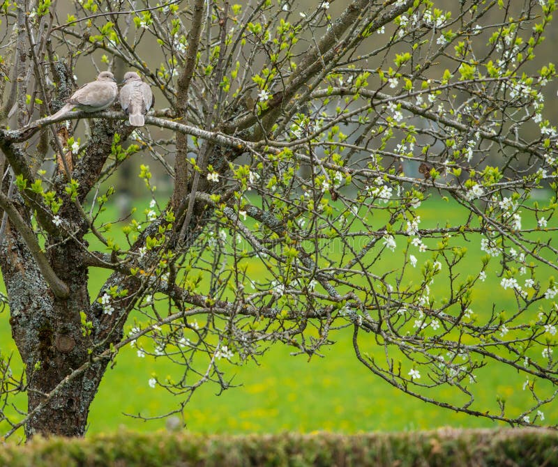 Bird on a tree stock image. Image of ornithology, feathers - 33818533