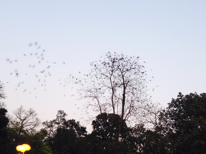Birds and trees stock photo. Image of birds, sunlight - 204018756