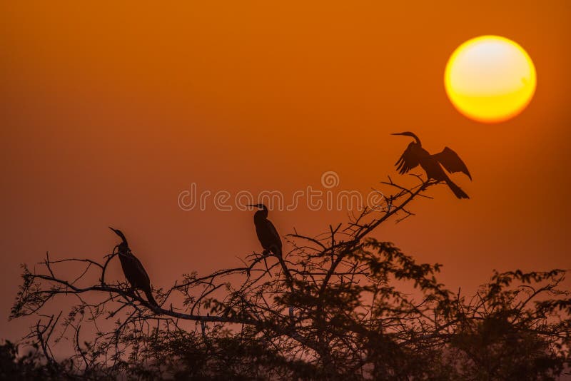Birds on trees at dusk stock photo. Image of leaves - 249727898