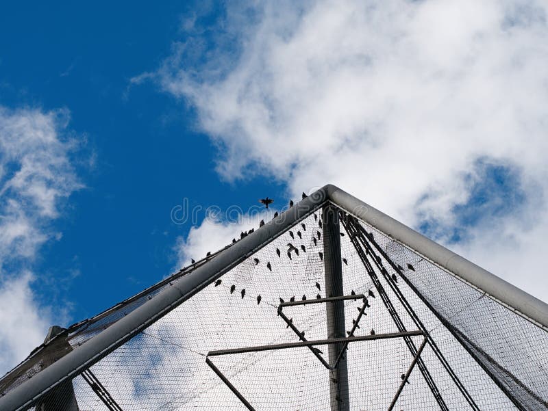Birds on a Triangle-shape Steel Structure Stock Photo - Image of ...