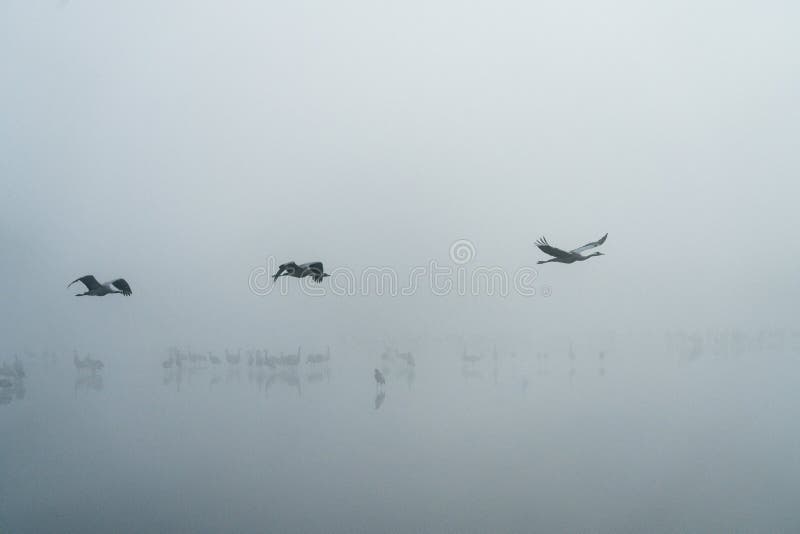 Birds under fog stock image. Image of birds, bird, misty - 167337035