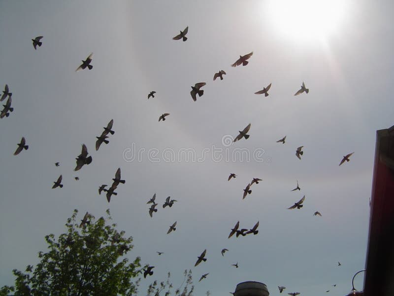 Birds under the sun stock image. Image of flock, halo, bird - 871943