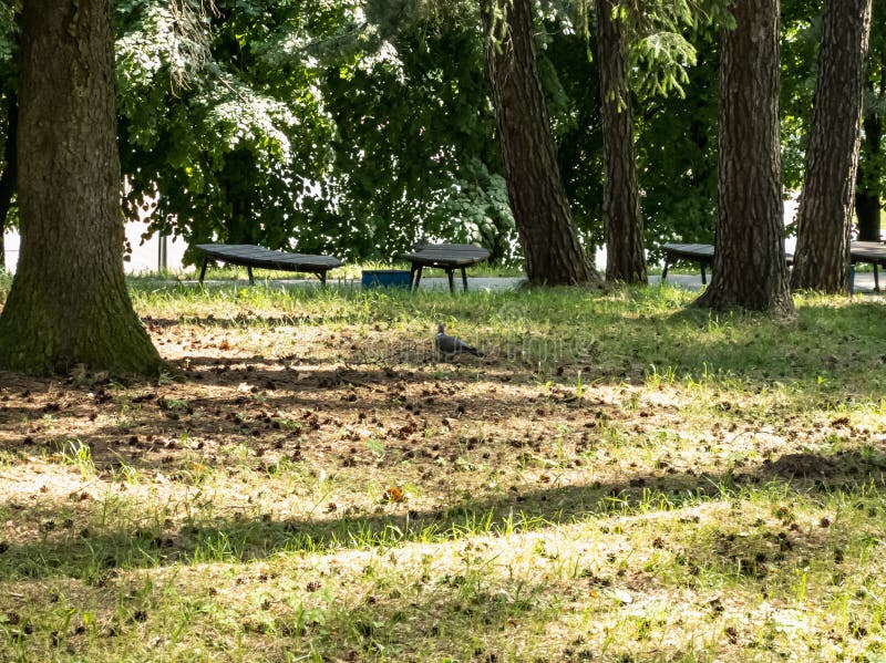 Birds Under the Trees in the City Park. Horizontal Photo Stock Photo ...