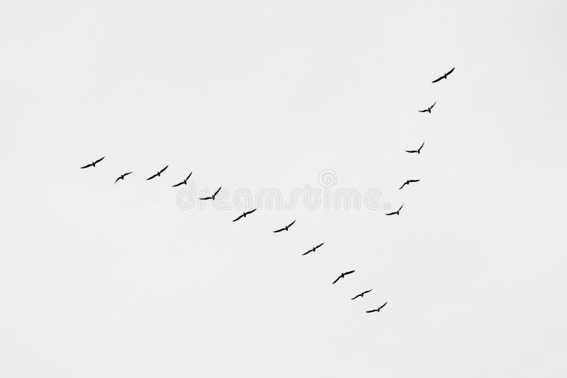 Birds in a Vee Formation. V Formation of Birds Stock Image - Image of ...