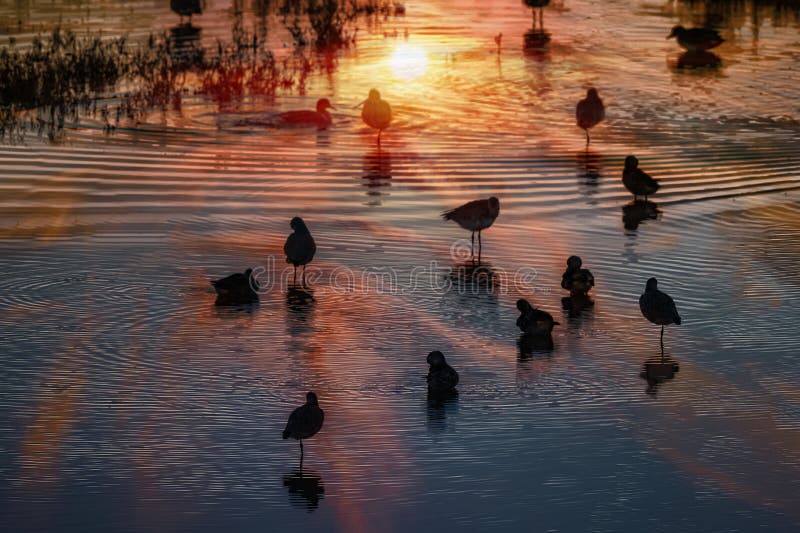 Birds Wading in the Water with a Cloudscape in the Background Stock ...