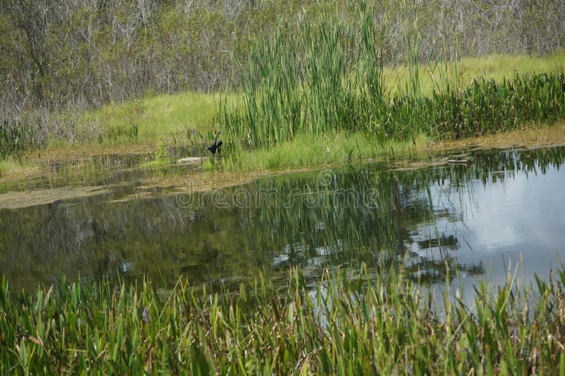 Birds Wading in the Swamps of the Everglades in Florida Stock Photo ...