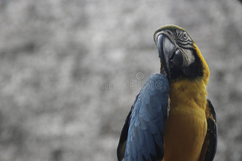 Birds that are waiting stock image. Image of tree, nature - 156049173