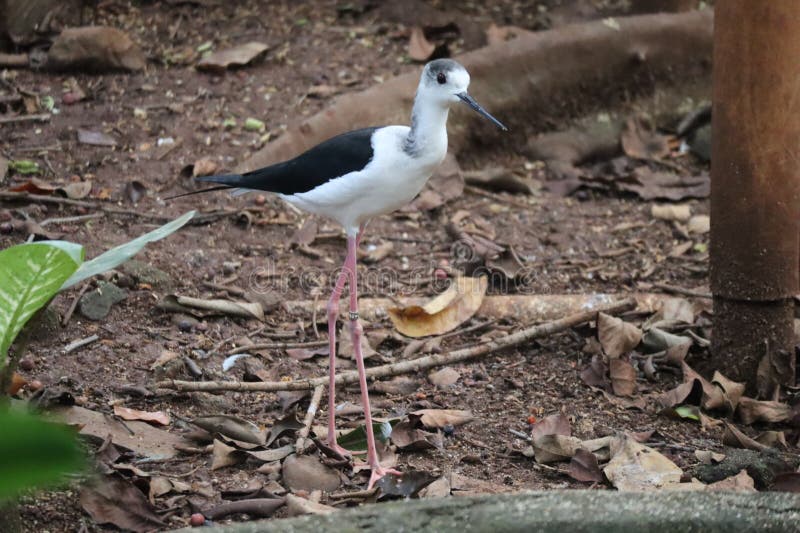 Birds walk on the ground stock photo. Image of gull - 315674426
