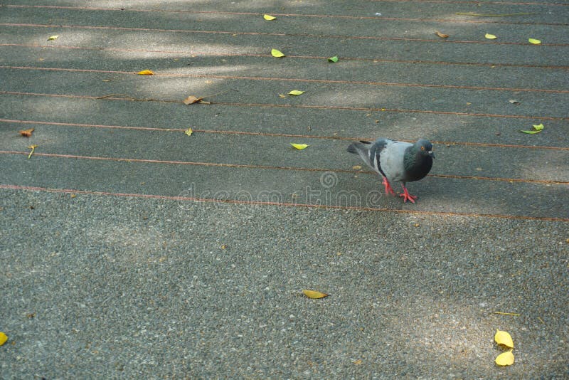 Birds walking in the park stock image. Image of beauty - 146399889