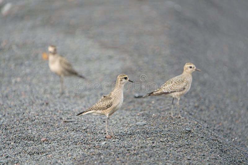 Birds Walking Side by Side on an Asphalt Ground, Enjoying an Outdoors ...
