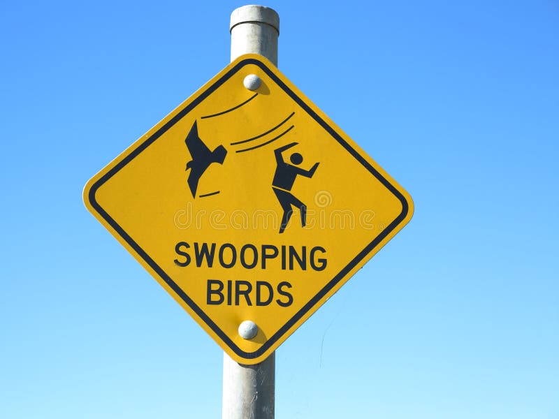 Swooping Birds Warning Sign Stock Image - Image of funny, beware: 25090827