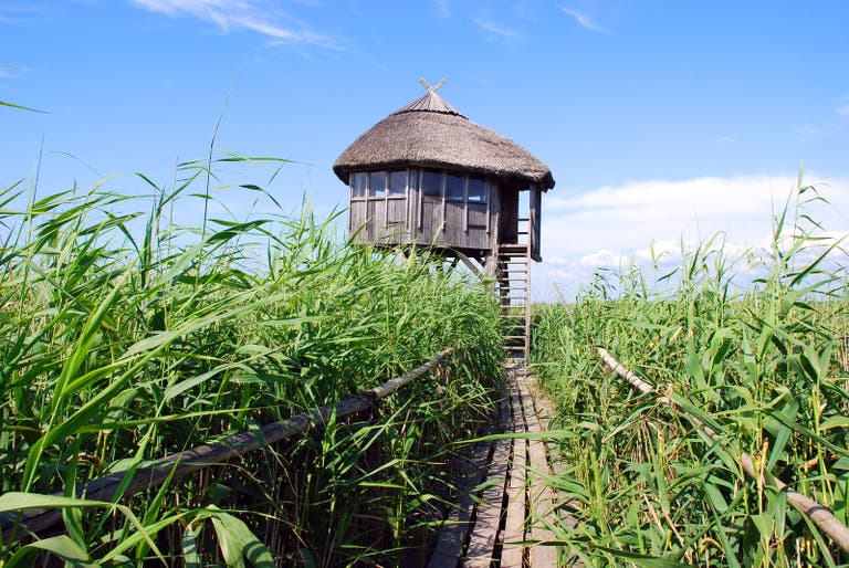 94,766 Bird Watching Birds Stock Photos - Free & Royalty-Free Stock ...