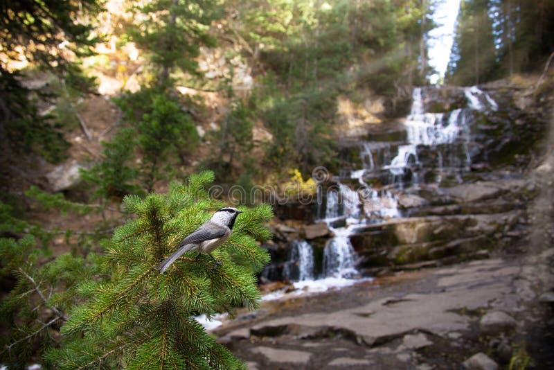 Waterfall Birds of Paradise Stock Image - Image of fall, peace: 39285757