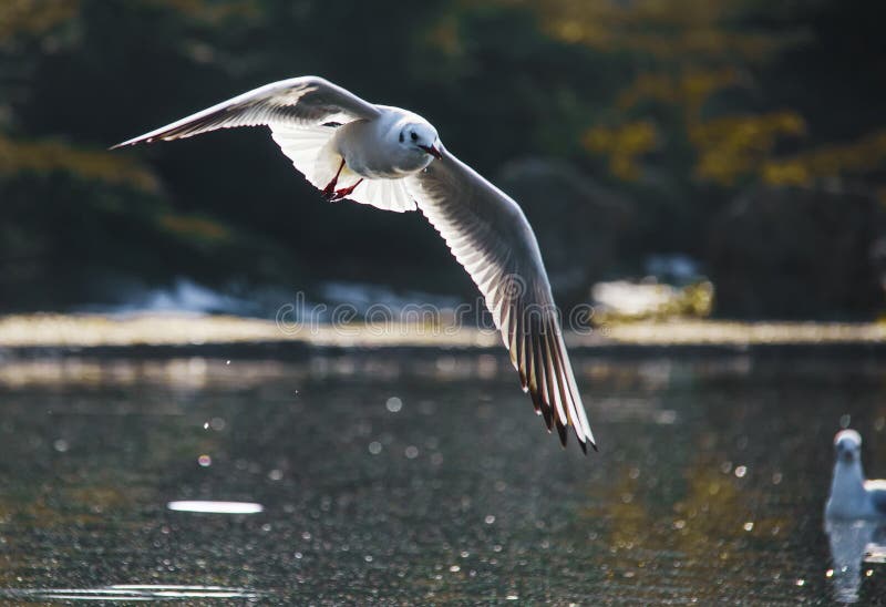 Birds Weeds Wings a Feather Take-off To Fly Water a Beak Scope Stock ...