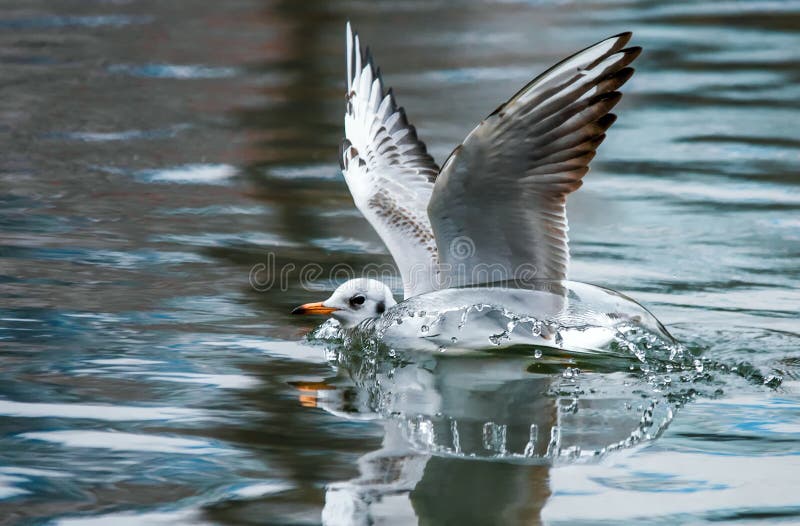 Birds Weeds Wings a Feather Take-off To Fly Water a Beak Scope Stock ...