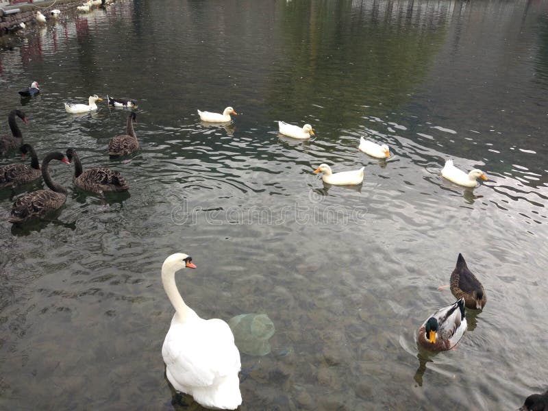 Birds Weekend Break stock image. Image of birds, weekend - 132937413