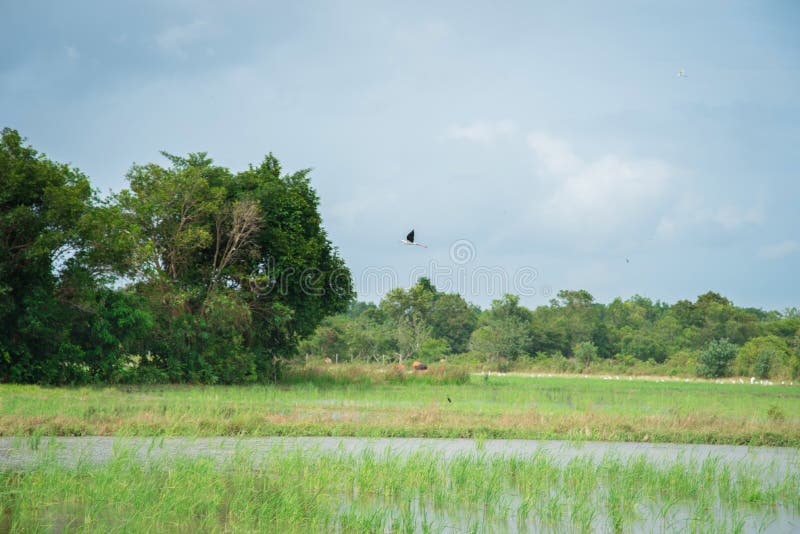 Birds were flying stock image. Image of grus, environment - 78380761
