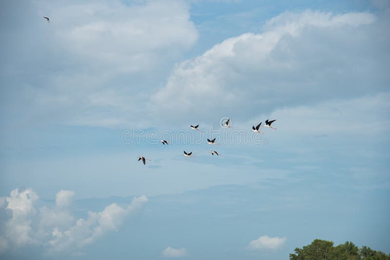 Birds were flying stock photo. Image of white, spot, pelican - 78380864