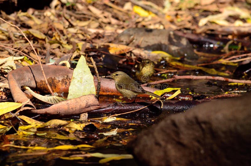 Birds on the wet soil stock image. Image of kingdom, birdwatching ...