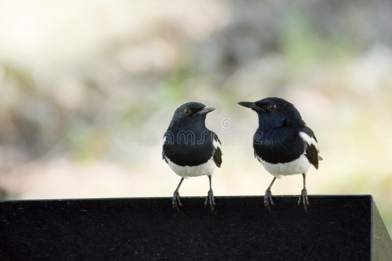 The Birds are White and Black. Oriental Magpie Robin Stock Image ...