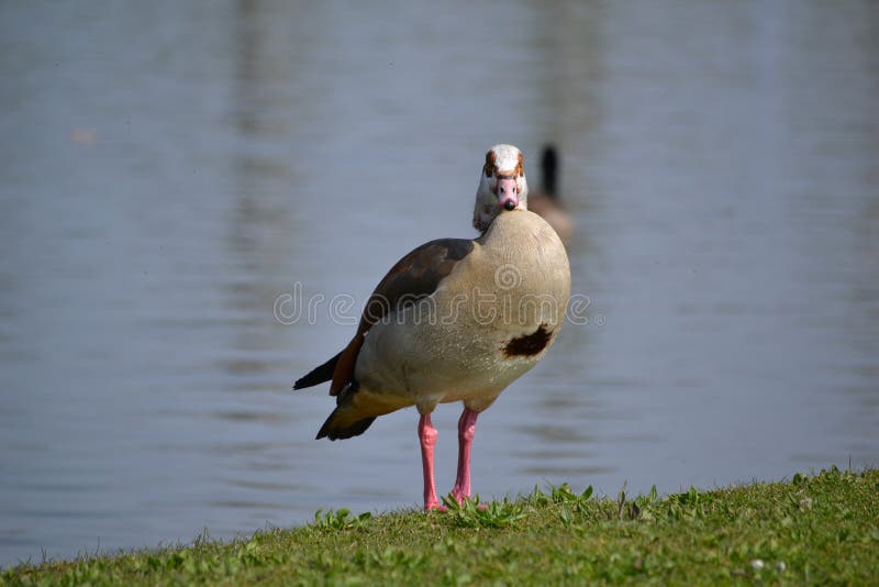 Birds stock photo. Image of quack, ecology, lakeside - 42534264