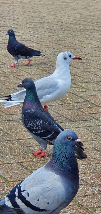 Birds wildlife opposite stock photo. Image of blue, shorebird - 159098284