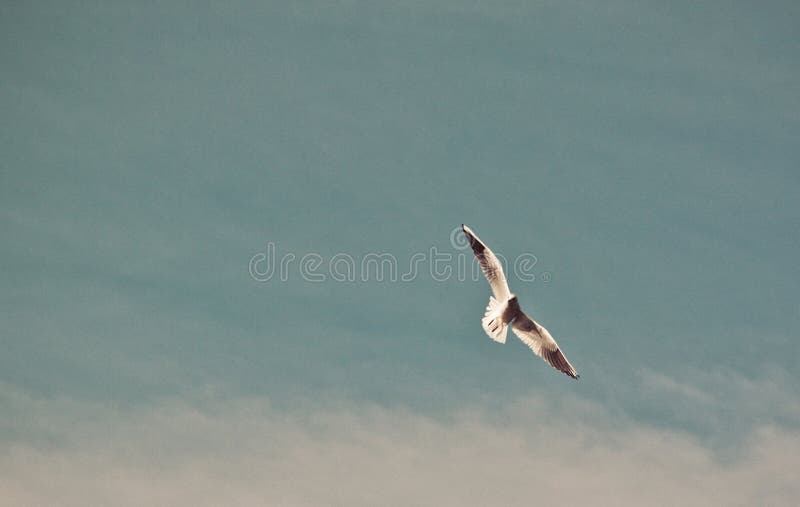 Bird in flight stock image. Image of freedom, outdoor - 51107433