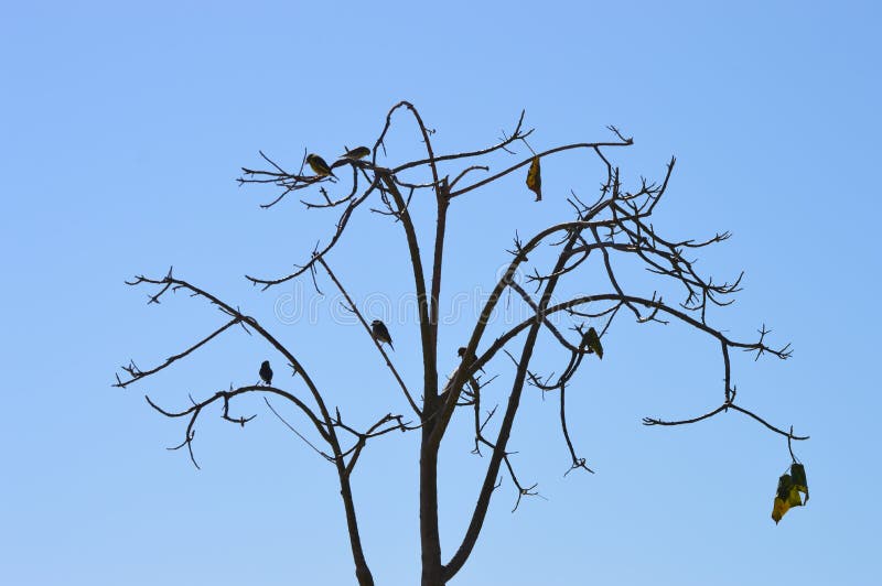 Birds in a Winter Jacaranda Tree Stock Photo - Image of bird, branches ...